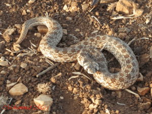 Palestine Wildlife Initiative - The Arab Daily News